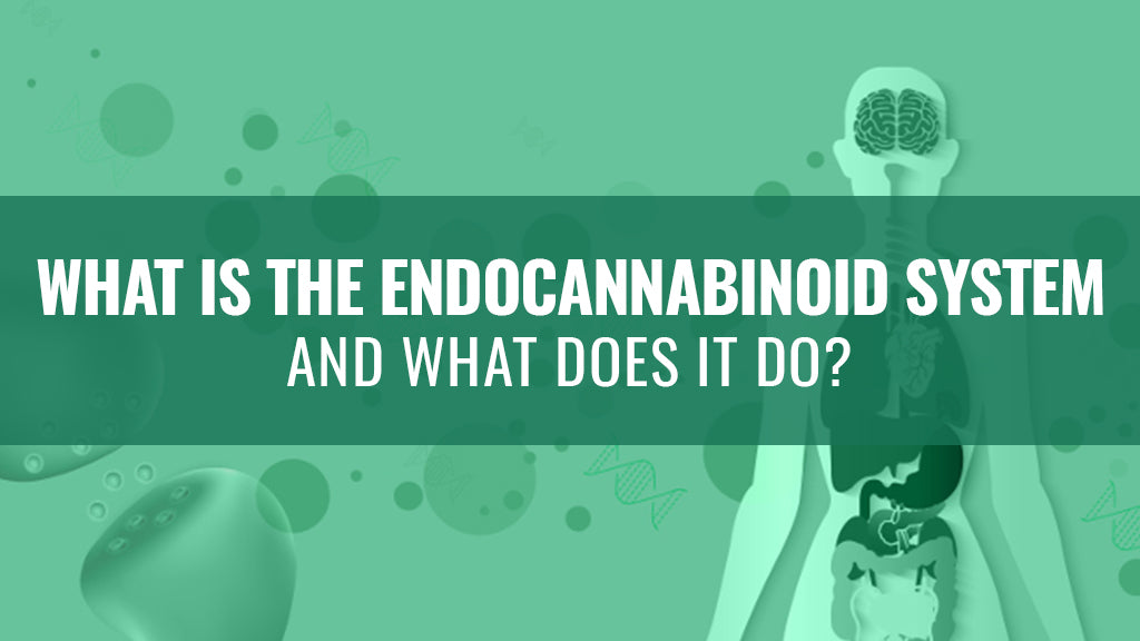 What Is The Endocannabinoid System And What Does It Do? - SabaiDee